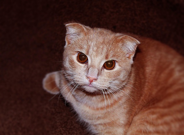 Chat Young Rouge - Photo gratuite sur Pixabay - Pixabay