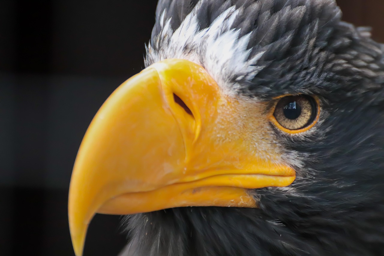 60,000+ Free Eagle Eye & Eagle Images - Pixabay