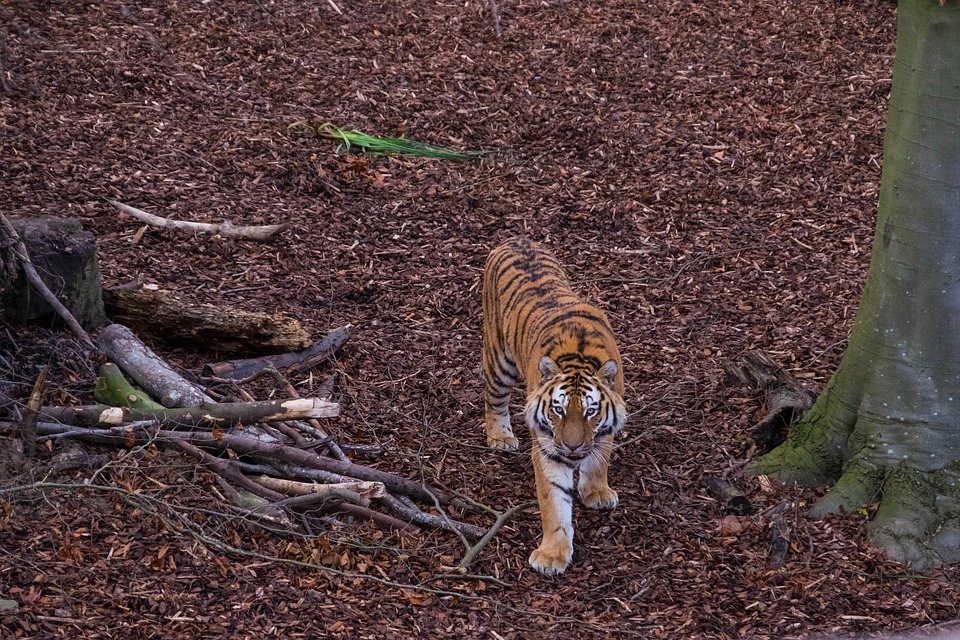 Tiger Nature Predator - Free photo on Pixabay - Pixabay