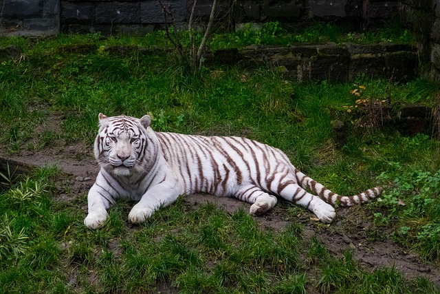 Tigre Blanco Naturaleza Depredador - Foto gratis en Pixabay - Pixabay