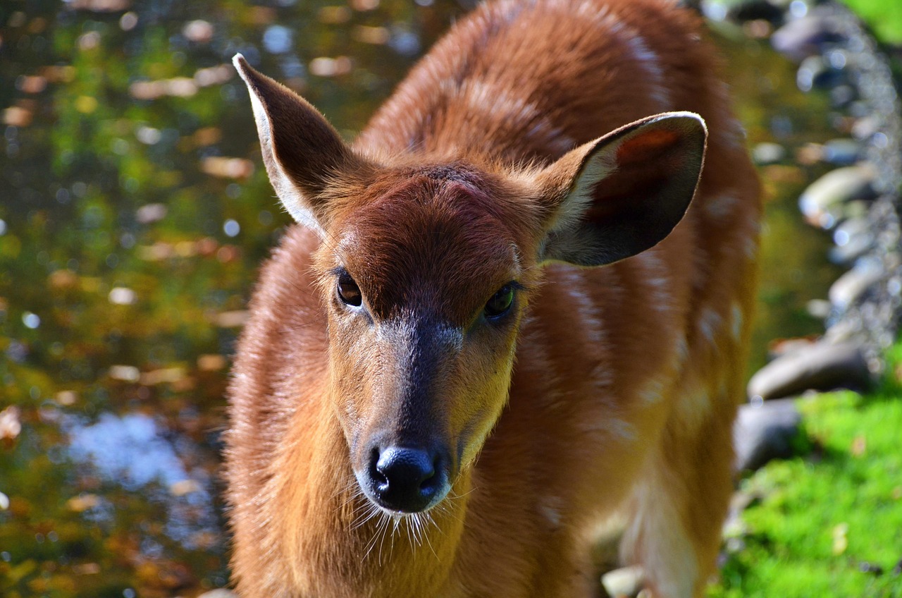 20.000+ kostenlose Príroda Zoo V Rheine und Zoo-Bilder - Pixabay