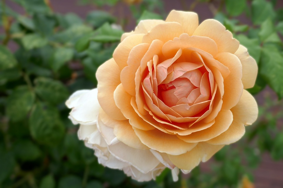 Rose Fleur La Nature De - Photo gratuite sur Pixabay - Pixabay