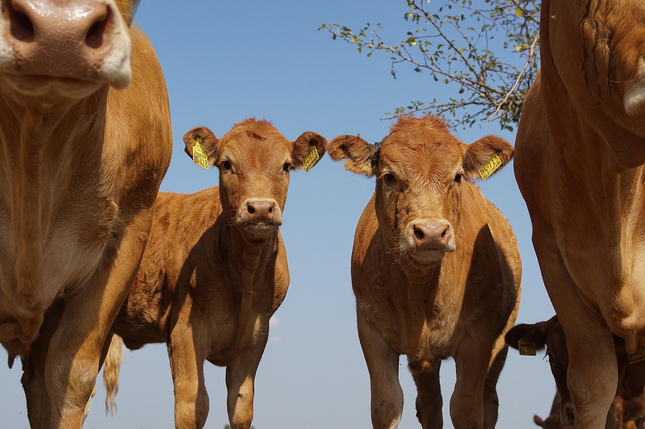 Limousin Bovine Pasture - Free photo on Pixabay - Pixabay