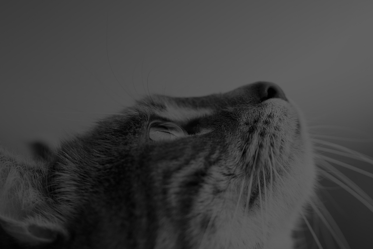 Cat Feline Savage Free Photo On Pixabay Pixabay cat-feline-savage-free-photo-on-pixabay-pixabay