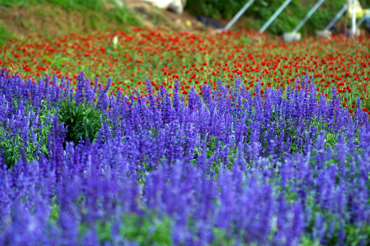 Field Of Flowers Purple Lavender - Free photo on Pixabay - Pixabay