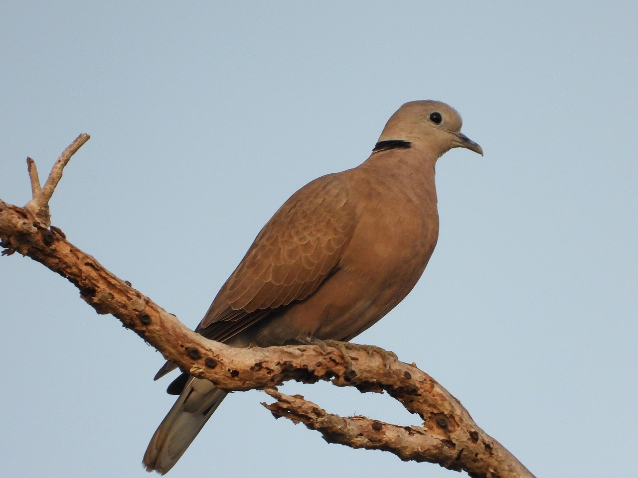 Birds Cuckoo Animals Tree - Free photo on Pixabay - Pixabay