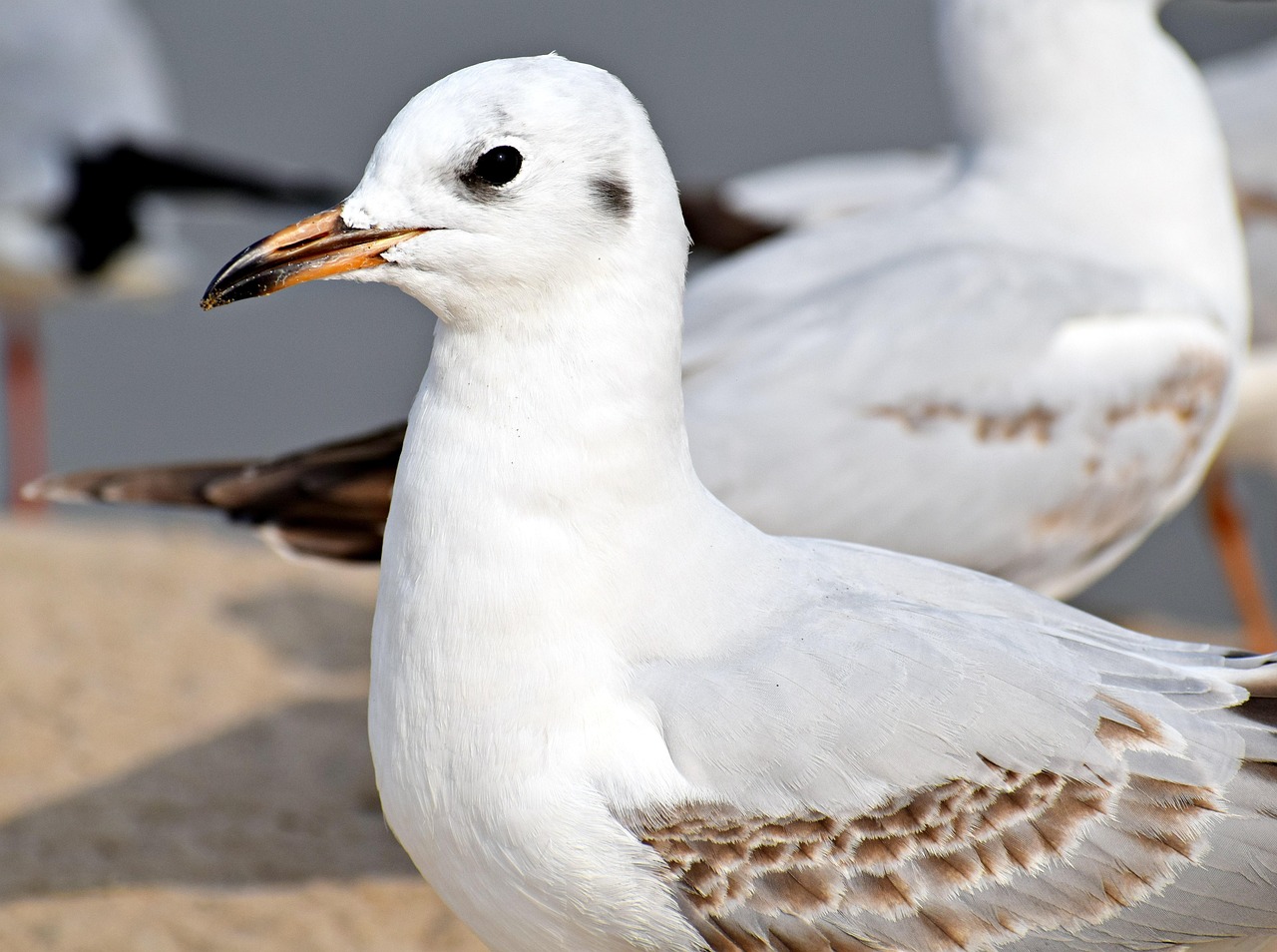 Pájaro Gaviota Vuelo - Foto gratis en Pixabay - Pixabay