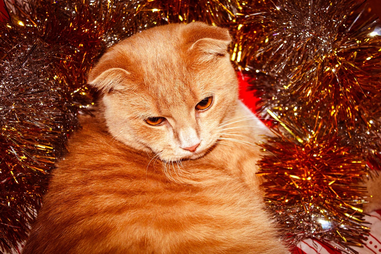Chat Young Rouge - Photo gratuite sur Pixabay - Pixabay