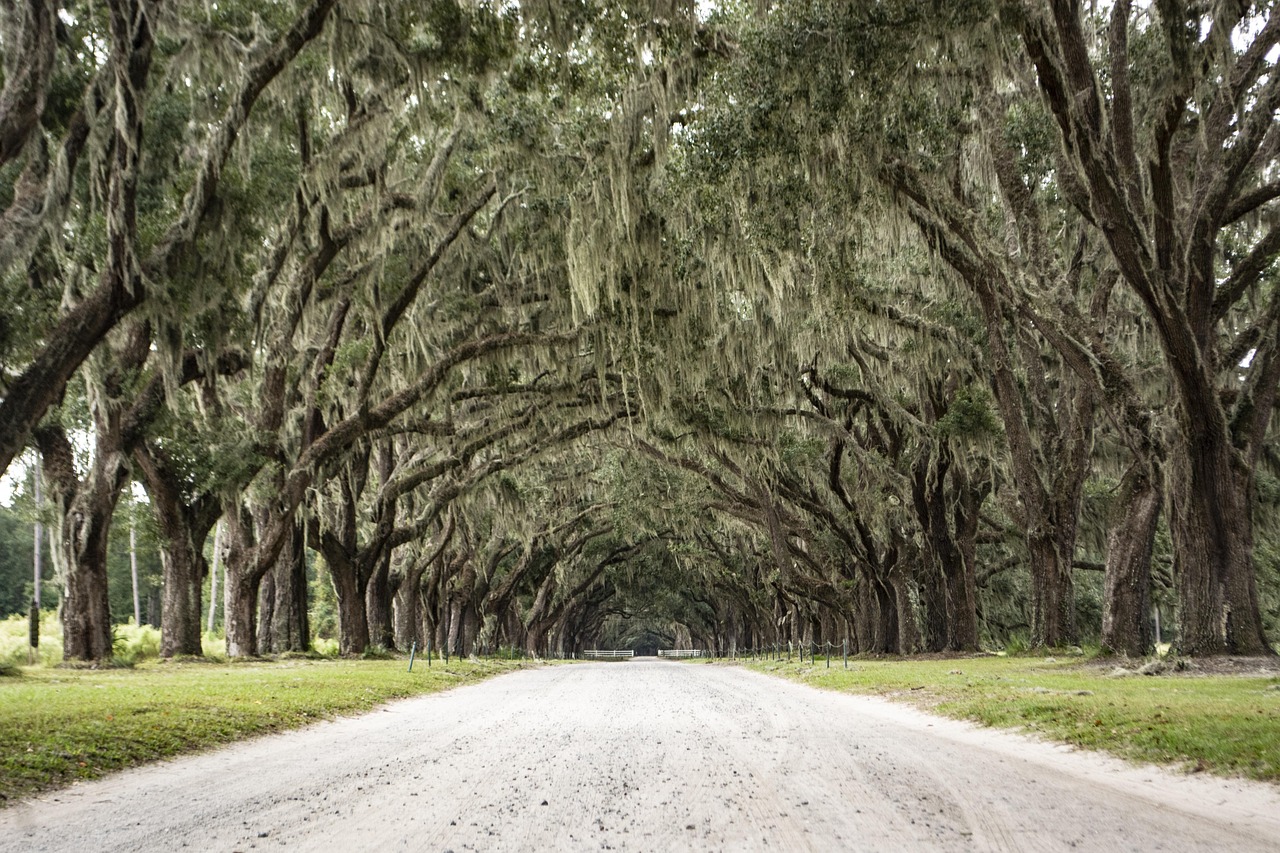 Georgia Live Oak Trees - Free photo on Pixabay