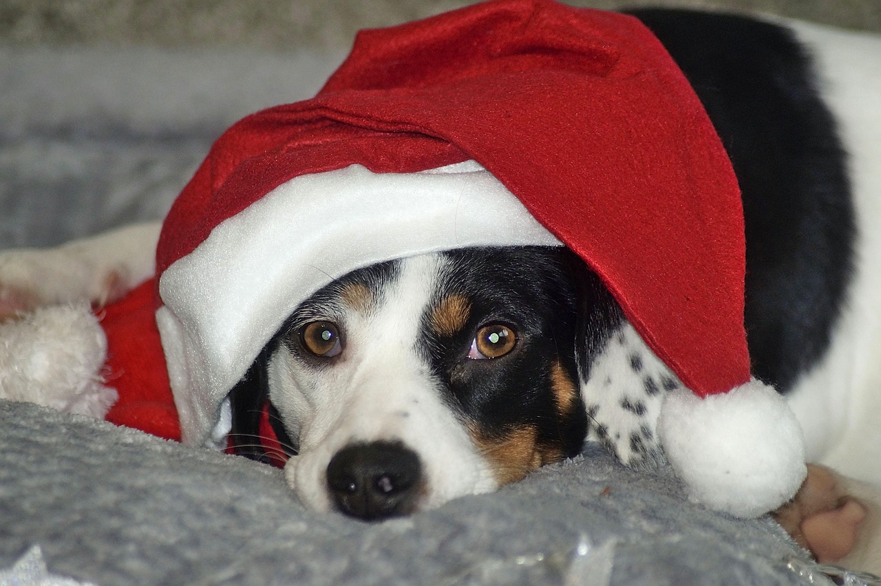 Christmas Dog Kind - Free photo on Pixabay