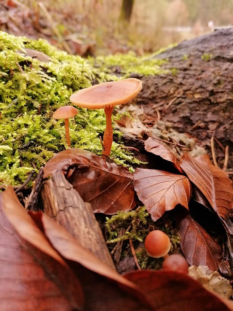 Champignon La Nature Forêt - Photo gratuite sur Pixabay - Pixabay
