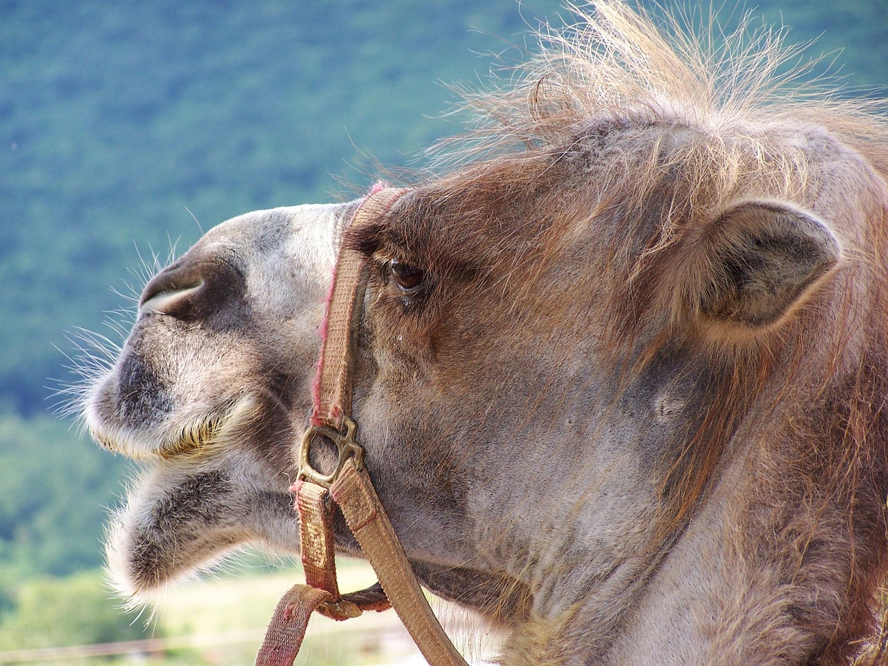 10,000+ Free Camel Shadow & Camel Images - Pixabay