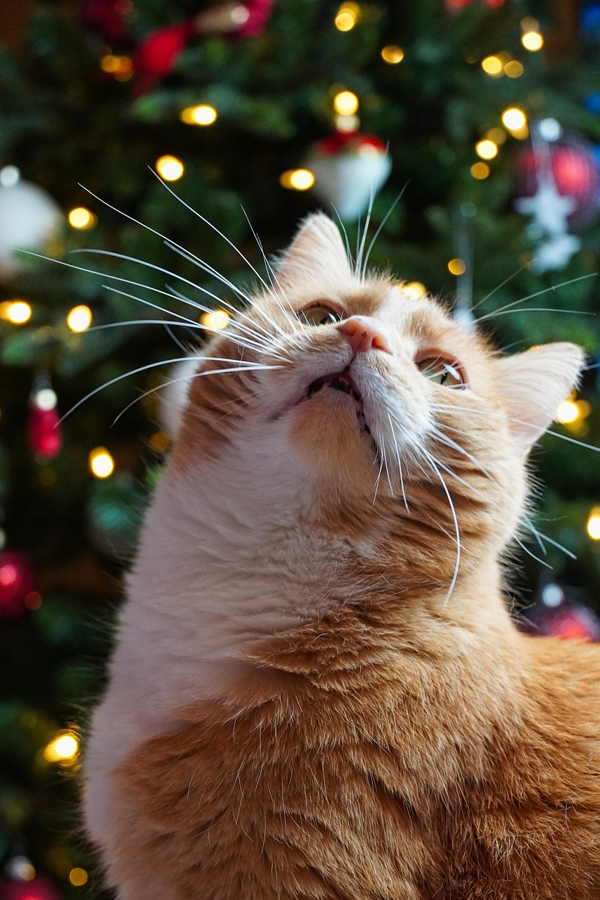 100+ Free Cat Christmas Tree & Christmas Images - Pixabay