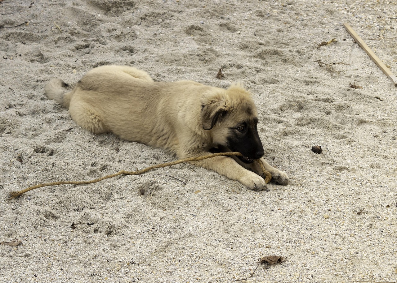 Chien De Berger Animaux - Photo gratuite sur Pixabay - Pixabay