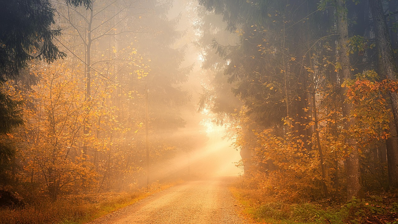Straße Nebel Licht - Kostenloses Foto auf Pixabay - Pixabay