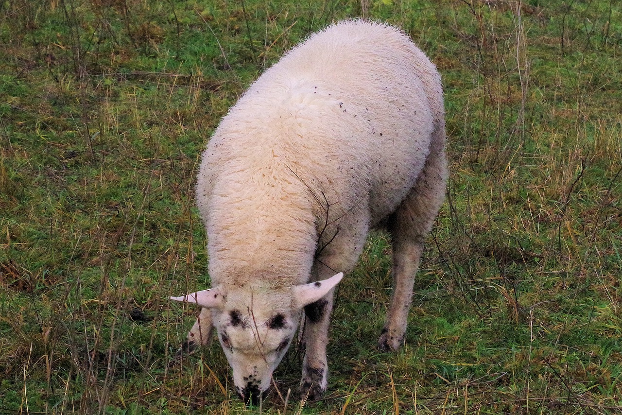 Schaf Weide Tier - Kostenloses Foto auf Pixabay - Pixabay