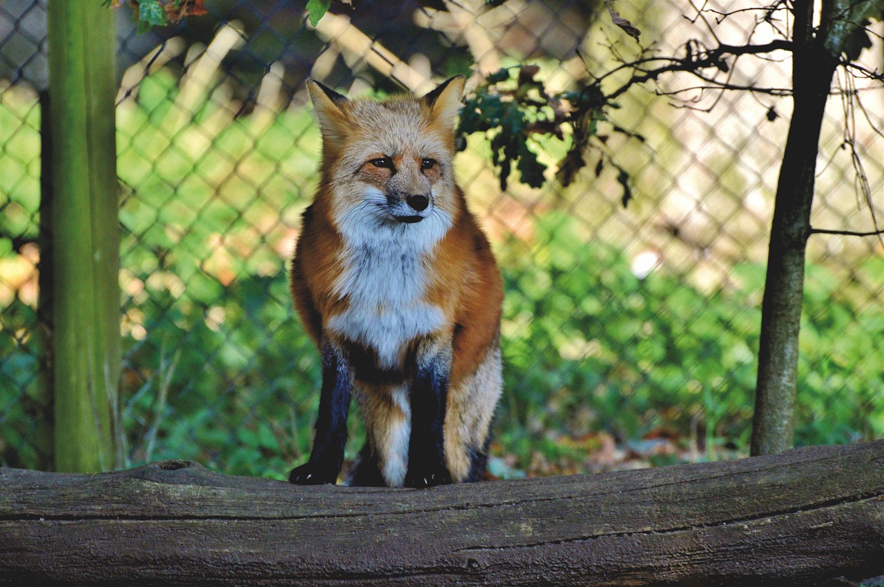 3,000+ of the Best Fox Pictures & Images in HD - Pixabay