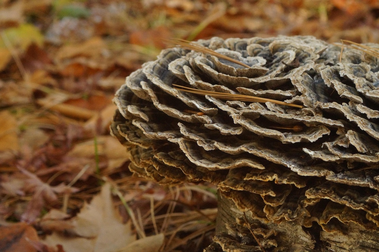 Nature Forêt Champignon - Photo gratuite sur Pixabay - Pixabay