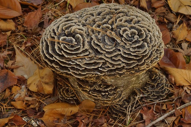 Natur Wald Pilz - Kostenloses Foto auf Pixabay - Pixabay