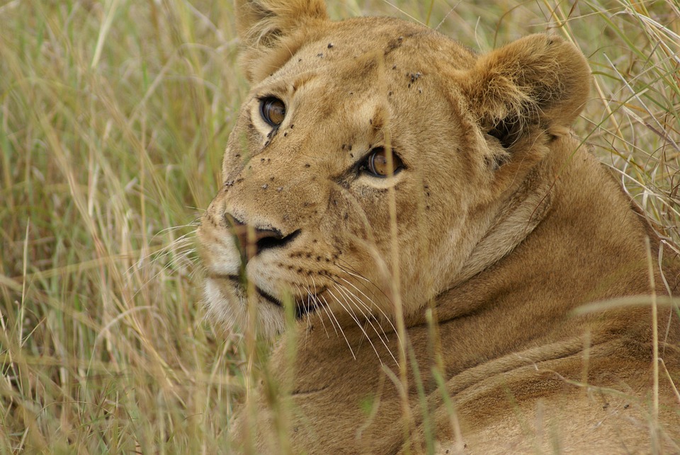 Lion Animals Predator - Free photo on Pixabay