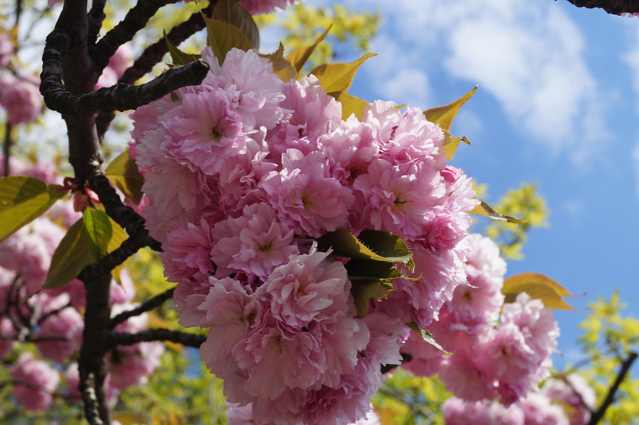Flores Primavera Natureza - Foto gratuita no Pixabay - Pixabay