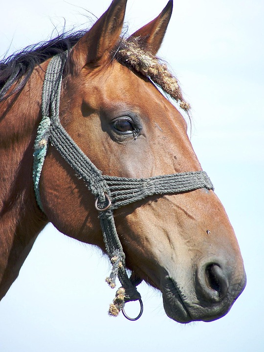Cheval Animal Sabot - Photo gratuite sur Pixabay - Pixabay