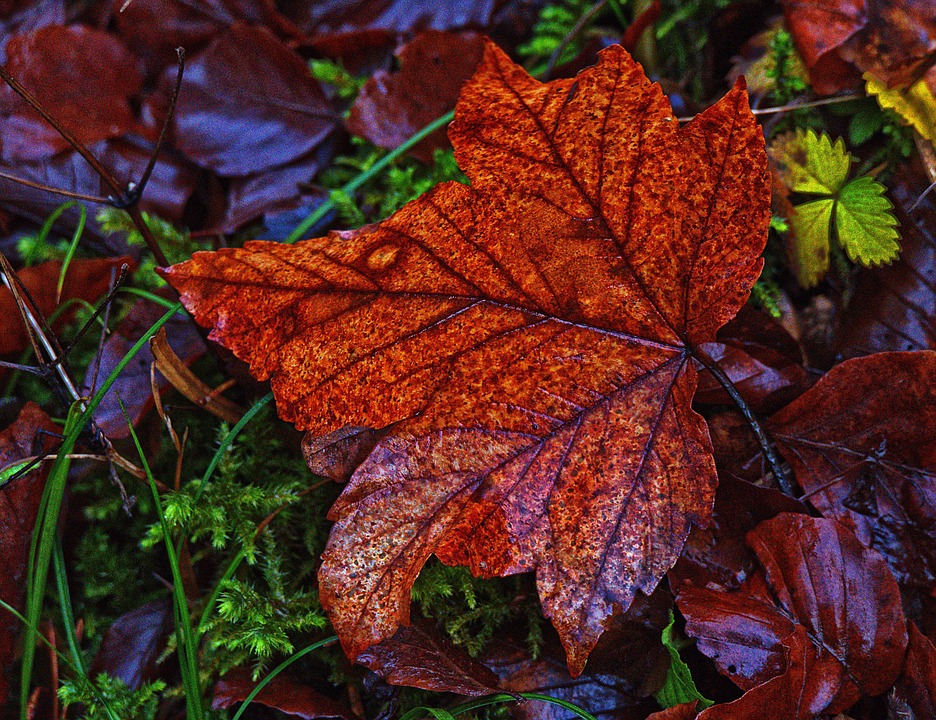 Autumn Leaf Wet Veins - Free photo on Pixabay - Pixabay