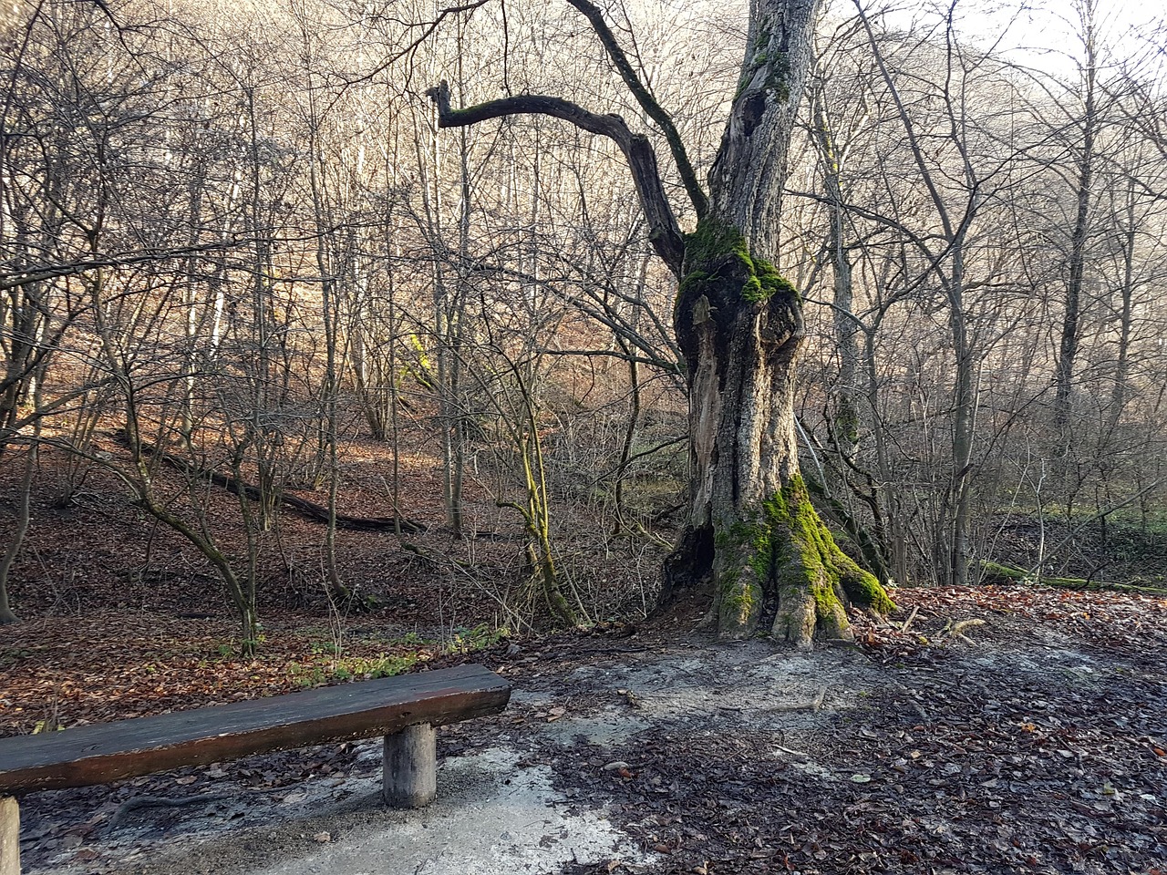 Holz Wald Pad - Kostenloses Foto auf Pixabay - Pixabay