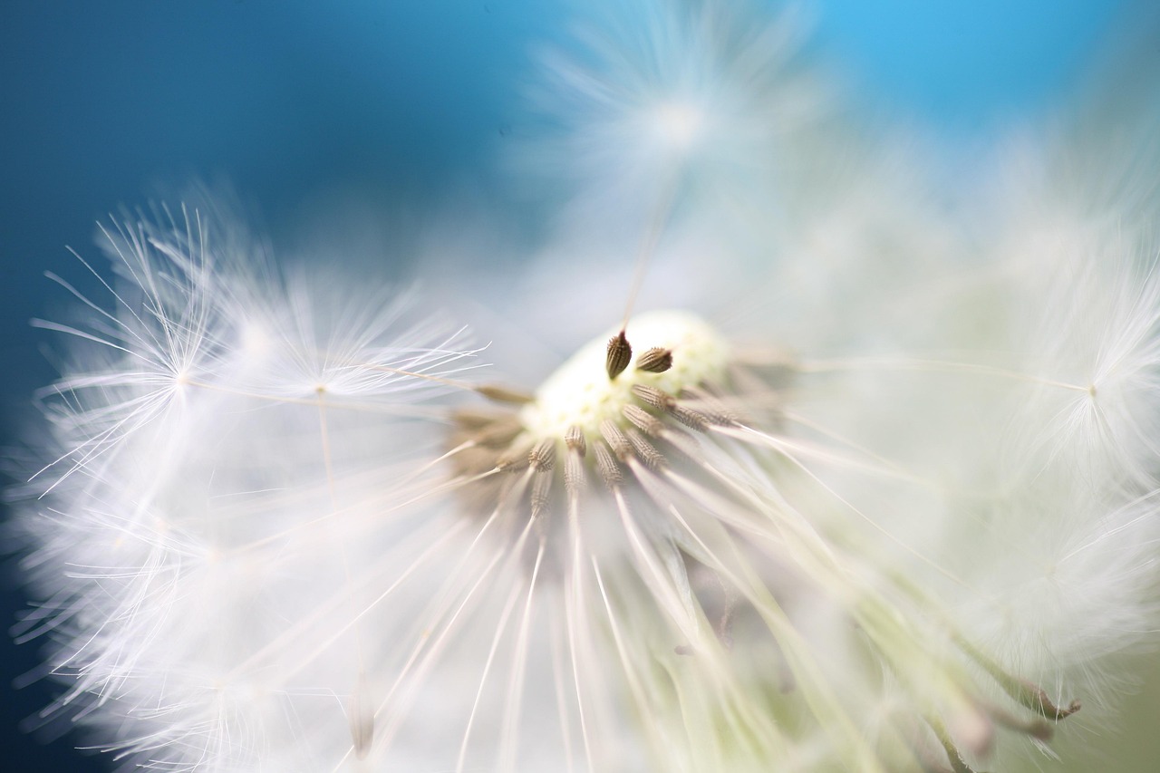 Dandelion Blue Macro - Free photo on Pixabay - Pixabay
