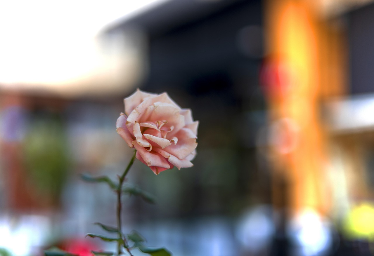 Rose Flower Bokeh - Free photo on Pixabay - Pixabay