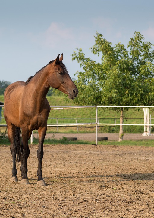 Horse Stallion Stud - Free photo on Pixabay - Pixabay
