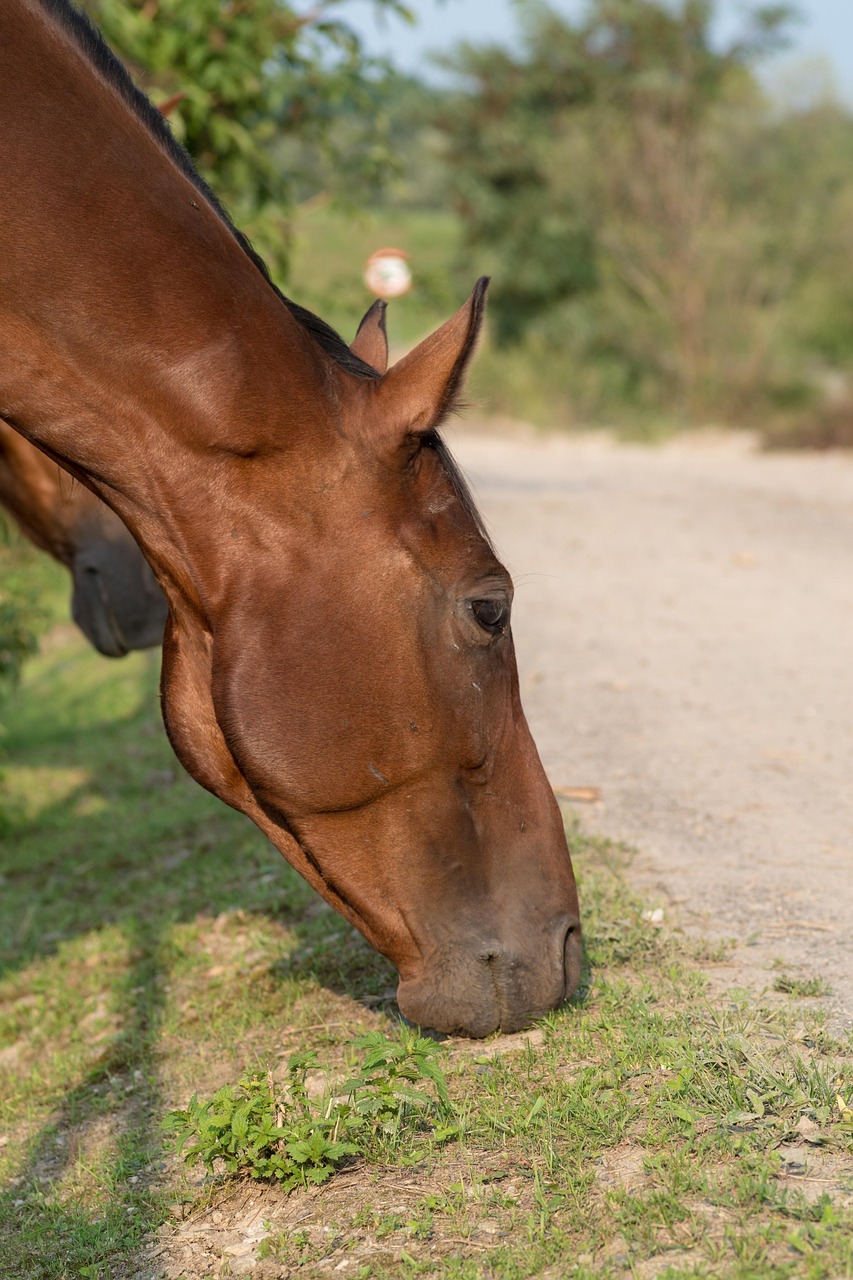 Caballo Semental Marrón Конская La - Foto gratis en Pixabay - Pixabay