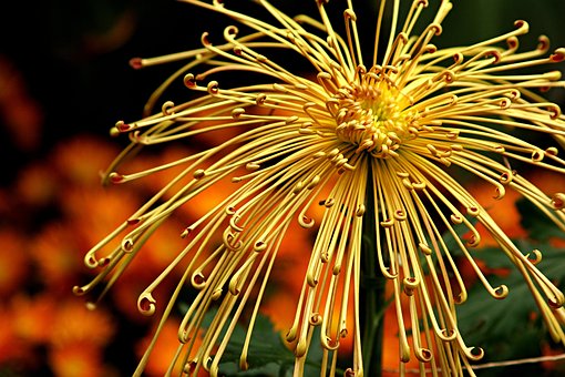 8+ Free Spider Chrysanthemums & Chrysanthemum Images - Pixabay