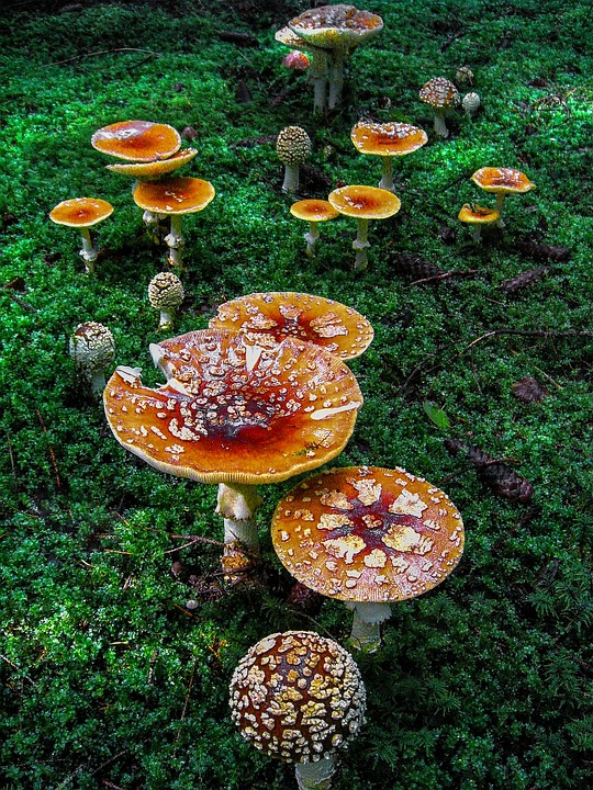 Pilze Pilz Wald - Kostenloses Foto auf Pixabay