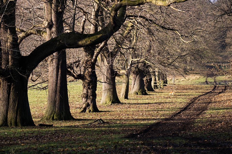 Paisaje Parque Naturaleza - Foto gratis en Pixabay