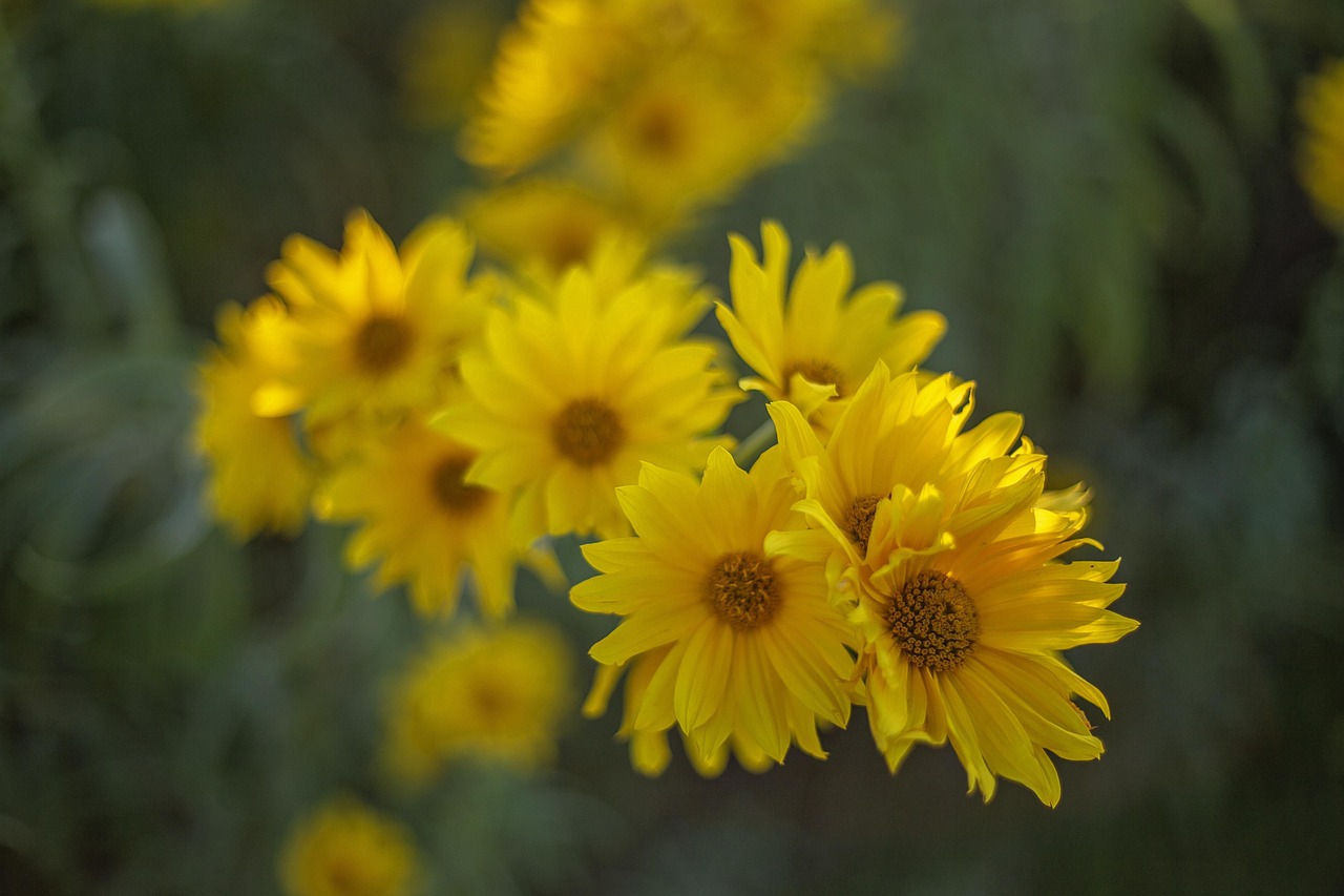 Fleur Jaune Frais Ascension - Photo gratuite sur Pixabay - Pixabay