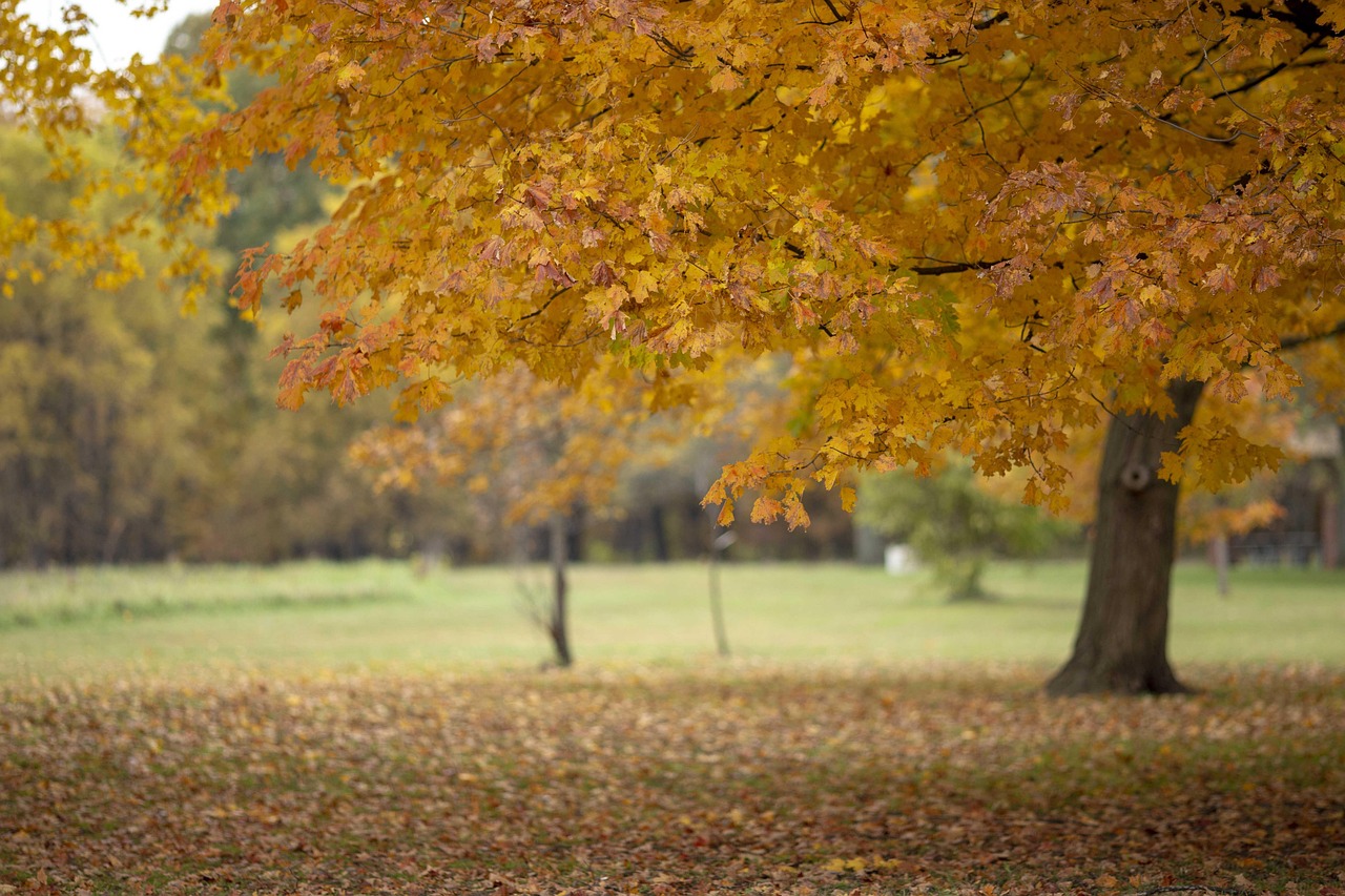 500+ kostenlose Ahornbaum und Herbst-Bilder - Pixabay
