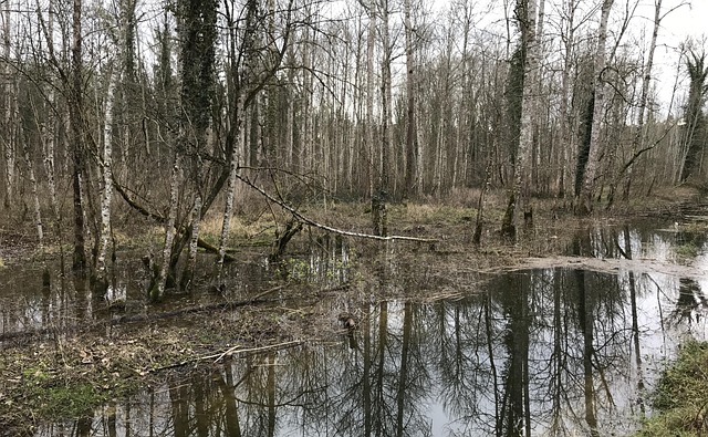 Swamp Marsh Water - Free photo on Pixabay