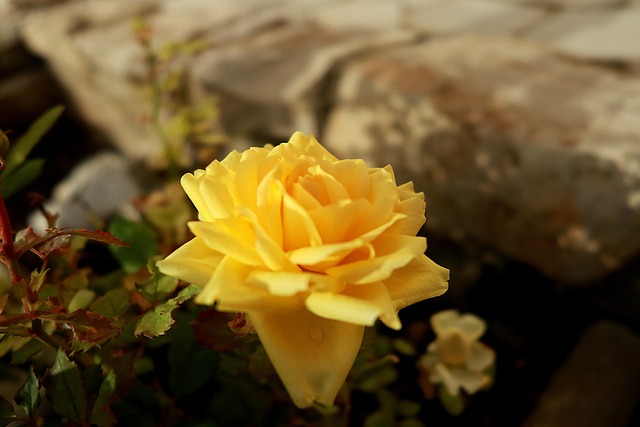 Bunga Pink Kuning Musim - Foto gratis di Pixabay - Pixabay