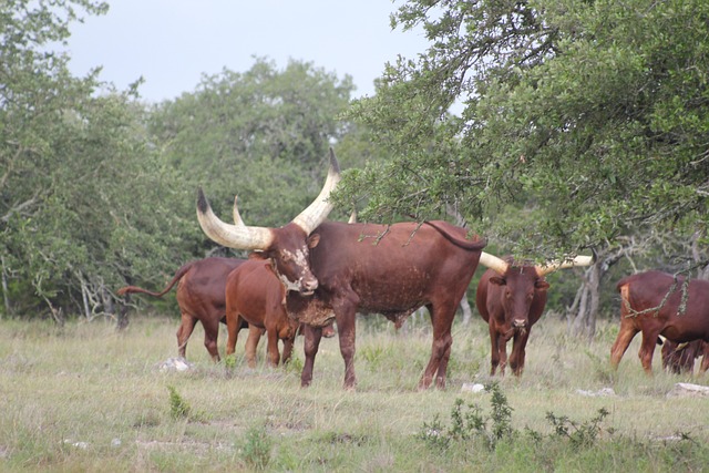 10+ Free Watusi Cattle & Watusi Images - Pixabay