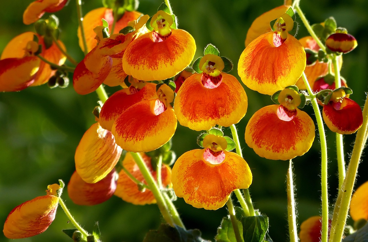 Plant Flower Orange - Free photo on Pixabay