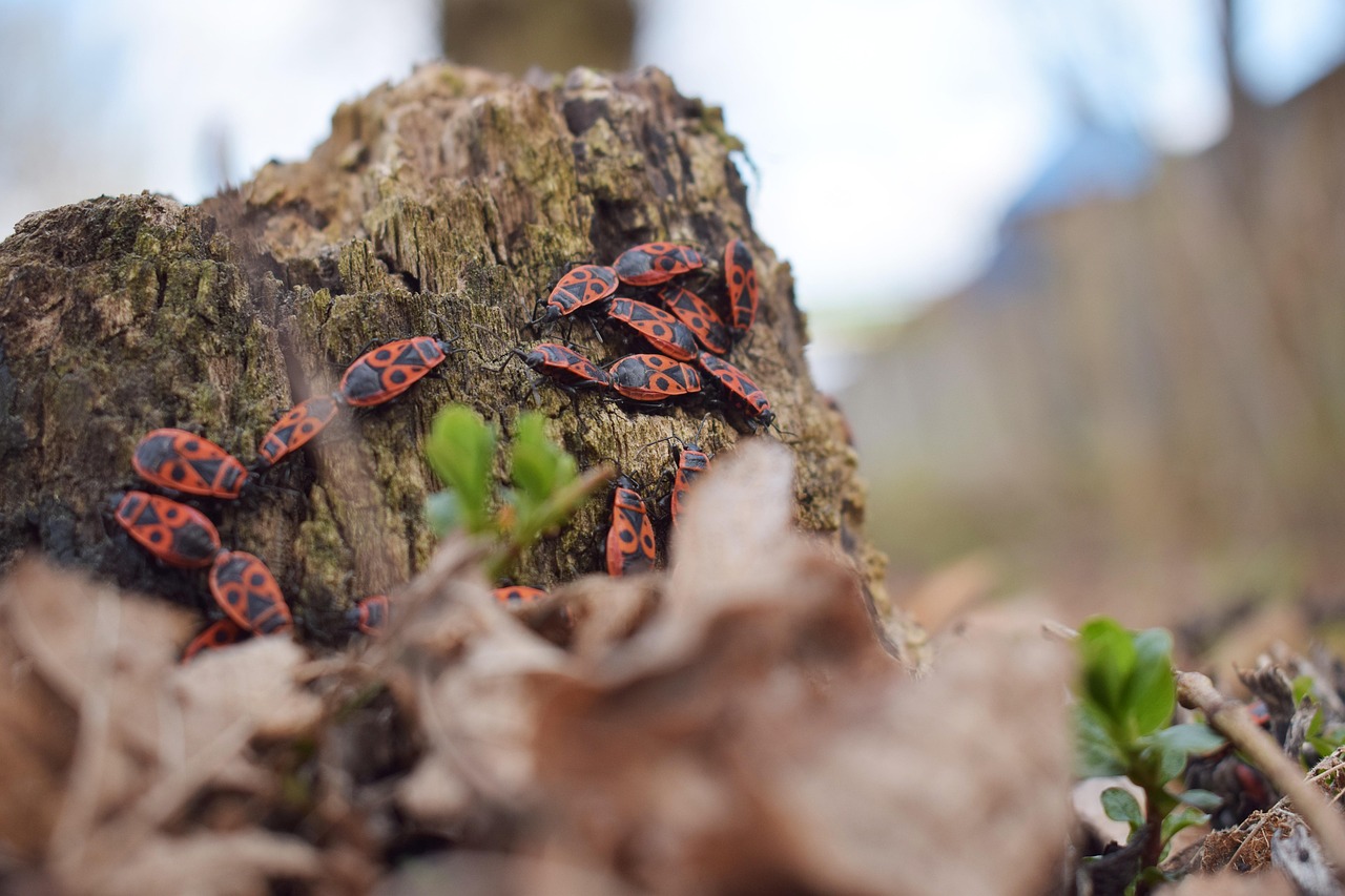 Insects Red Forest - Free photo on Pixabay - Pixabay
