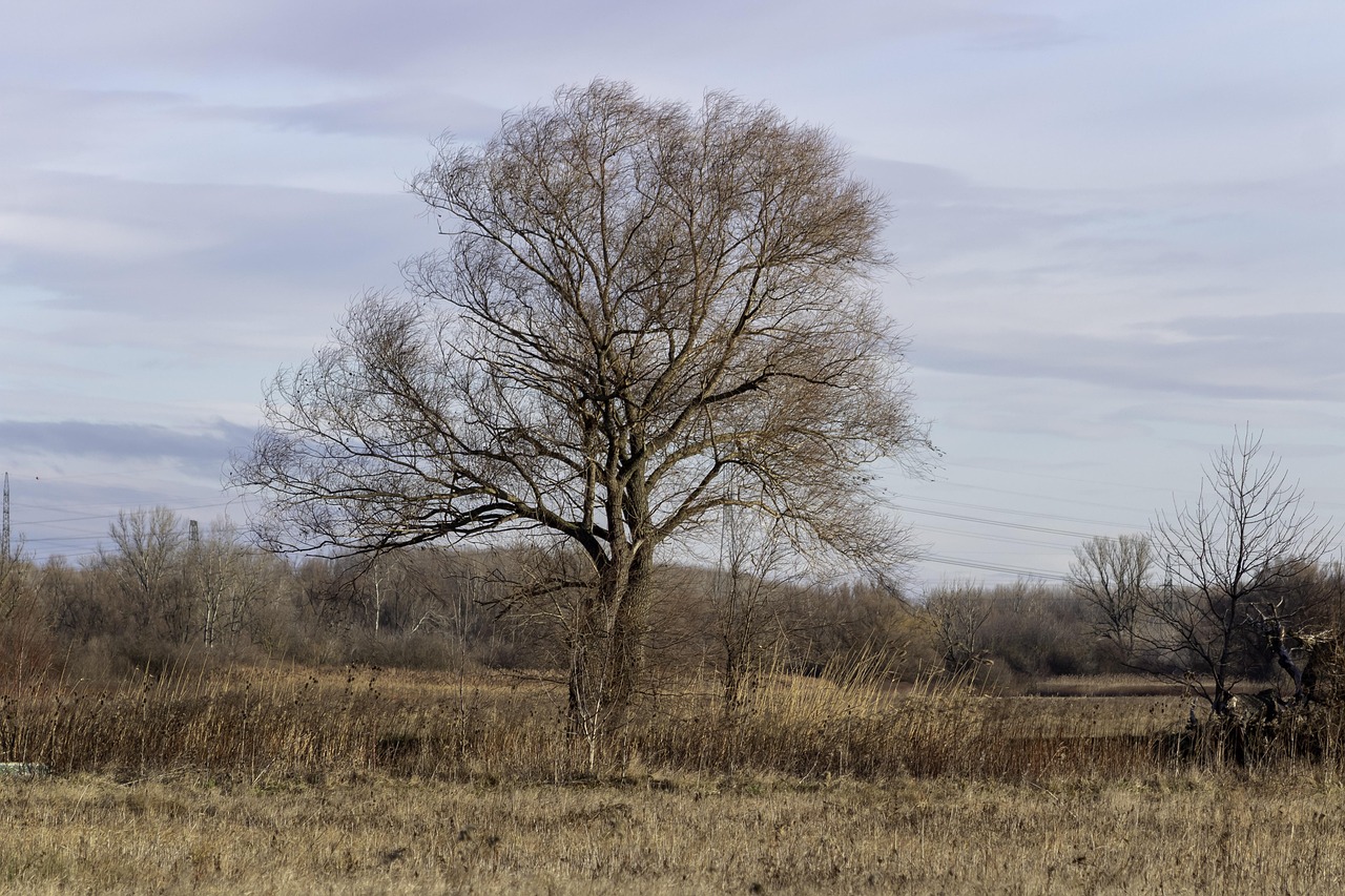 Wood Deciduous Lonely - Free photo on Pixabay