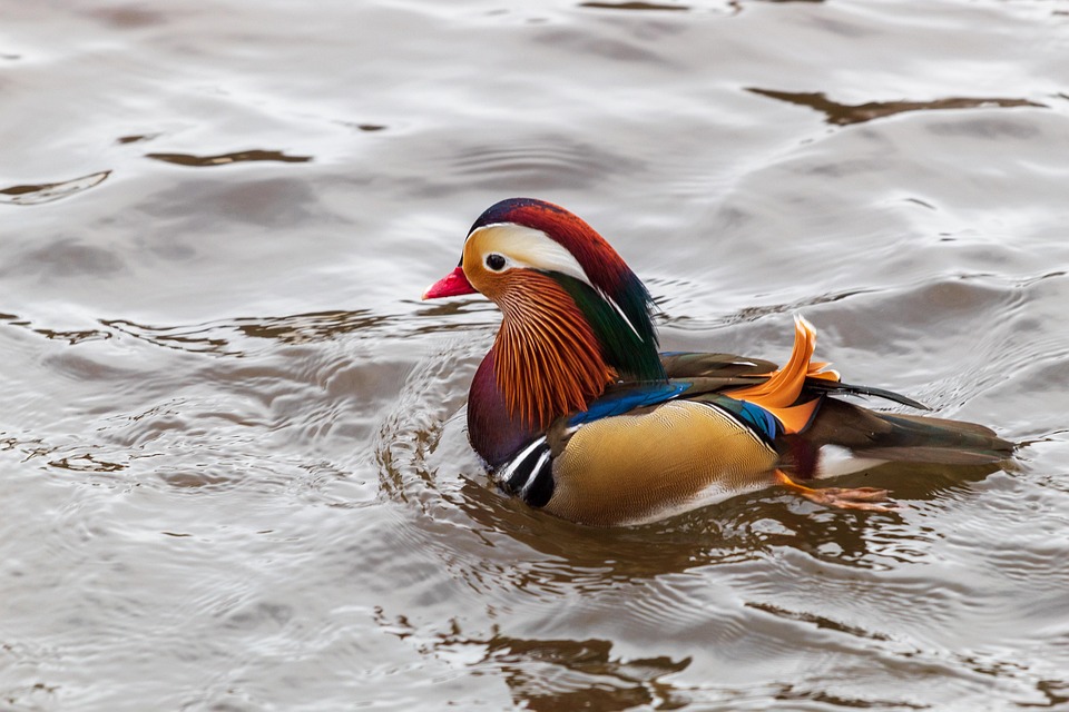 Duck Mandarin Bird - Free photo on Pixabay - Pixabay