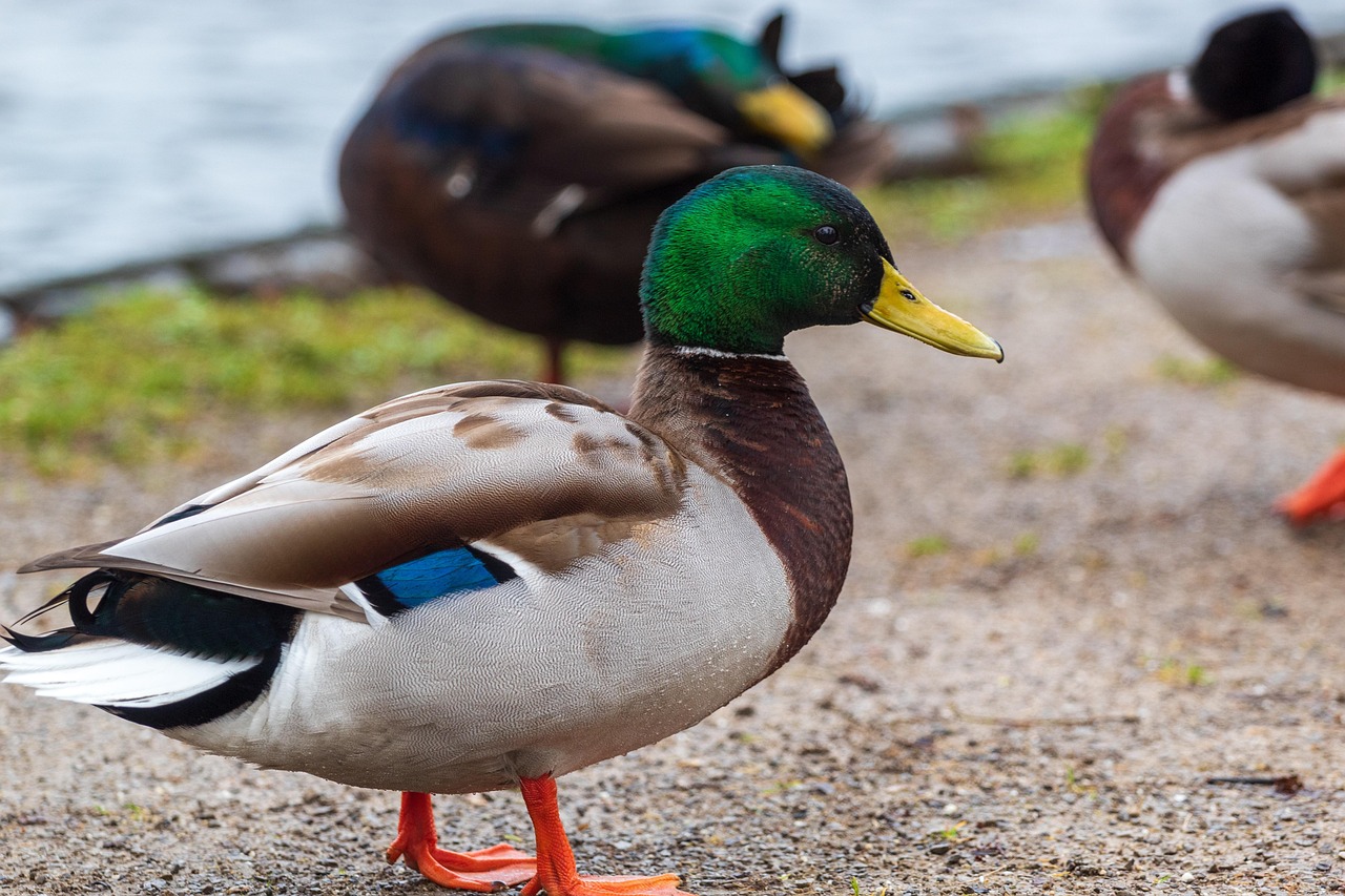 Bebek Mallard Warna-Warni - Foto gratis di Pixabay - Pixabay
