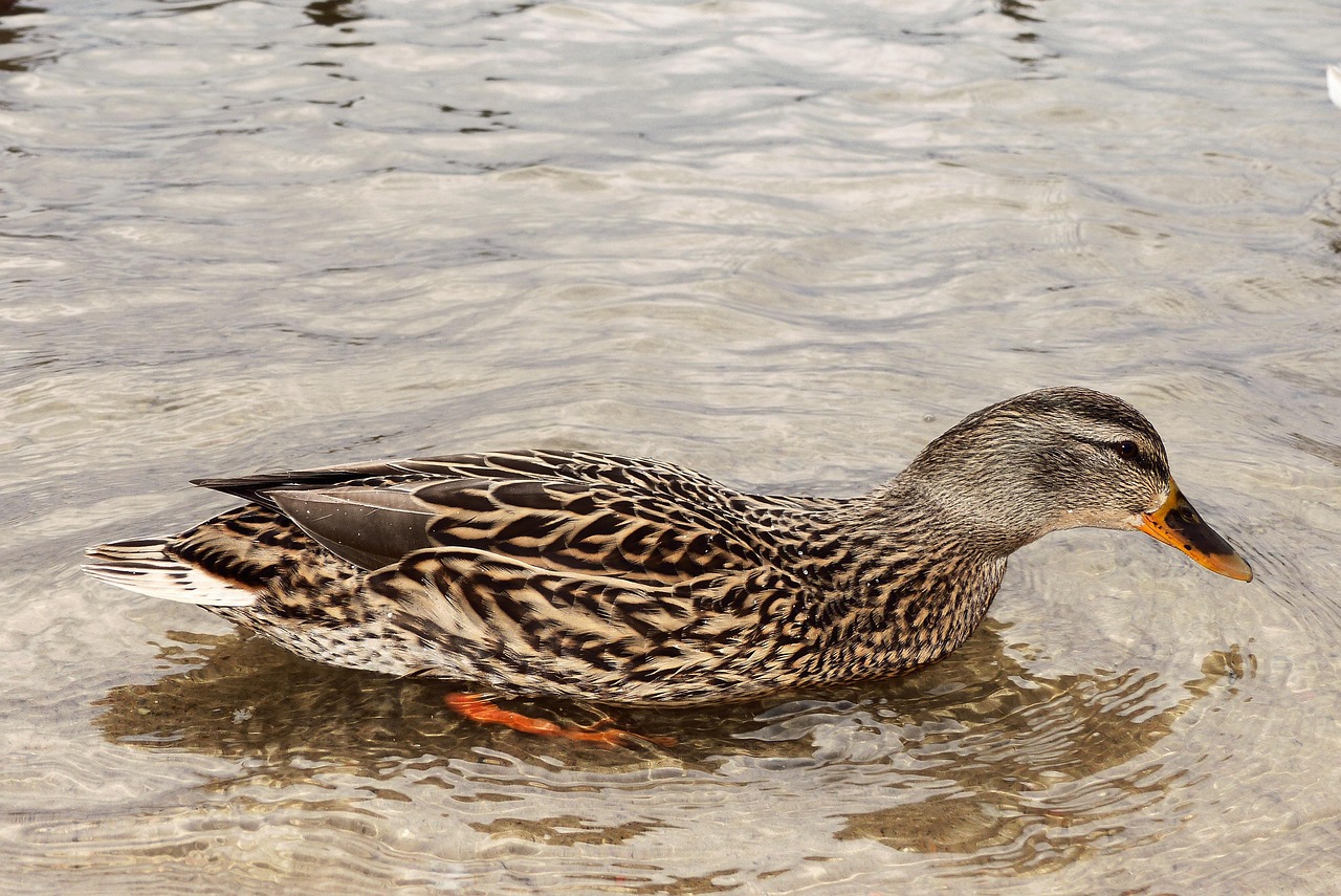 Mallard Duck Female Water Bird - Free photo on Pixabay - Pixabay