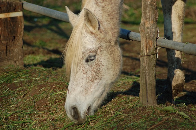 Caballo Caballos Escuela De Manejo - Foto gratis en Pixabay