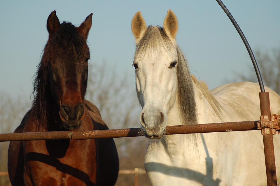 Horse Horses Riding School - Free photo on Pixabay