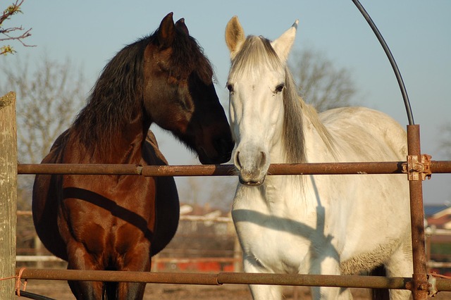 Caballo Caballos Escuela De Manejo - Foto gratis en Pixabay