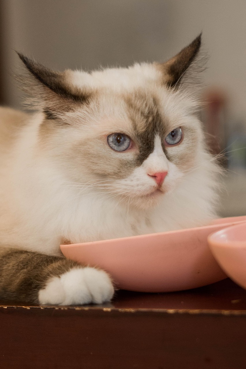 Cat Animal Family - Free photo on Pixabay